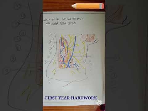 ANATOMY DIAGRAMS #anatomy