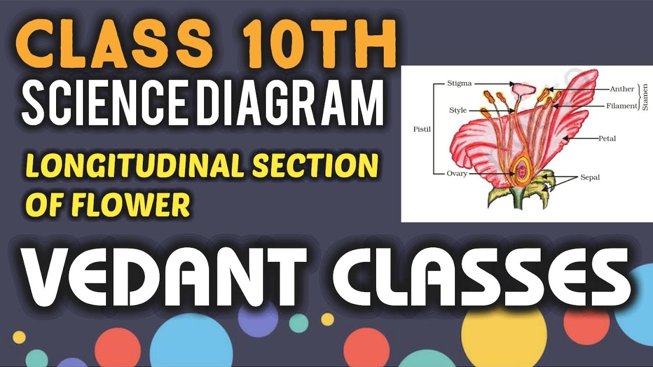 Class 10 Science | Diagram | LONGITUDINAL SECTION OF FLOWER | Chapter 8 How do organisms reproduce?