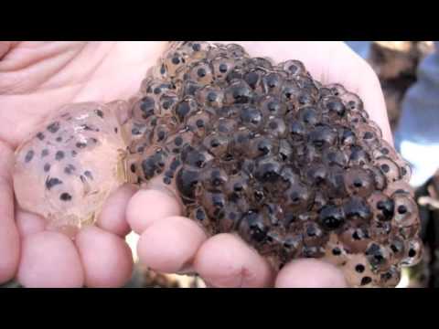 Die Padda | © My Klaskamer - idees en gedagtes uit 'n juffrou se pen