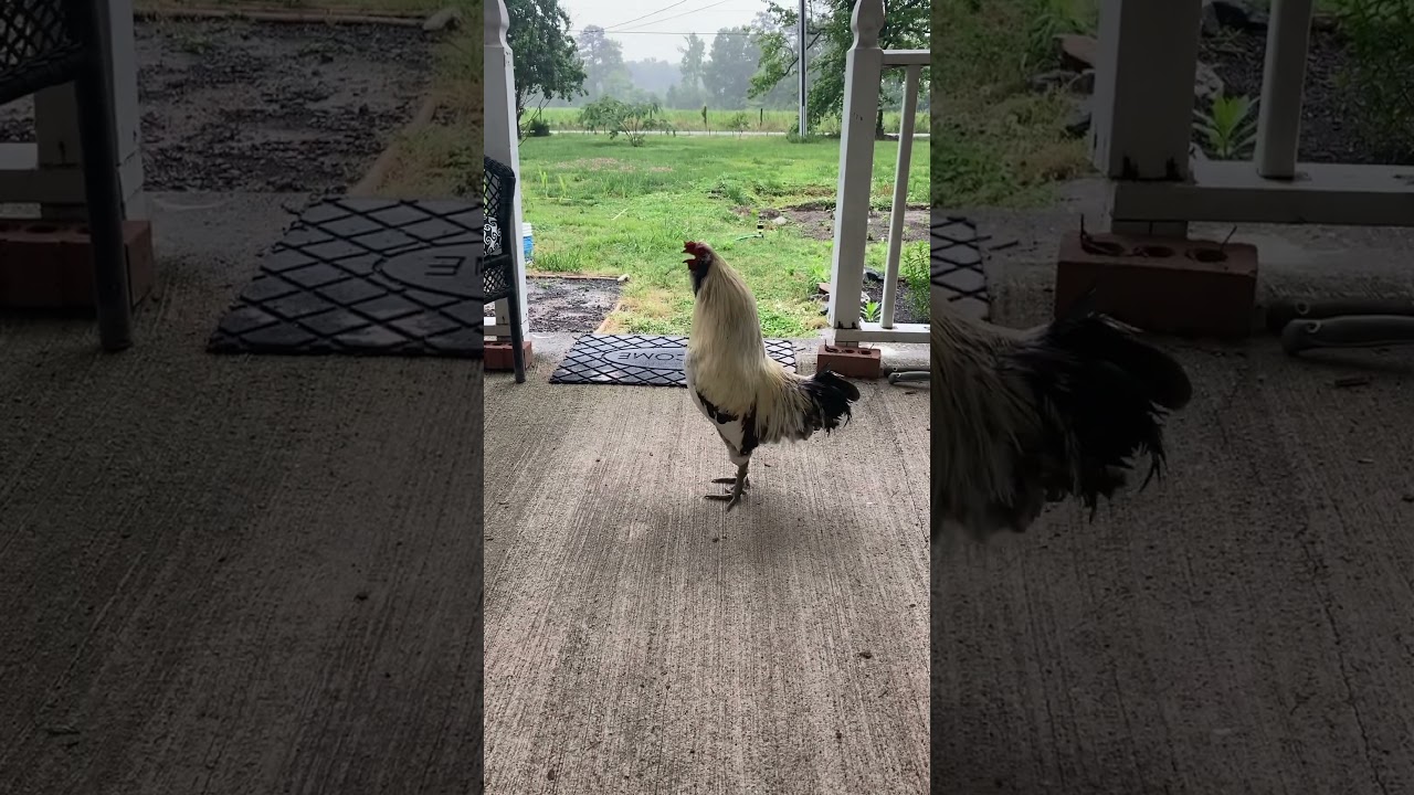 Rooster calling for chickens. #chicken #farmerlife #babychickens #Fannbass