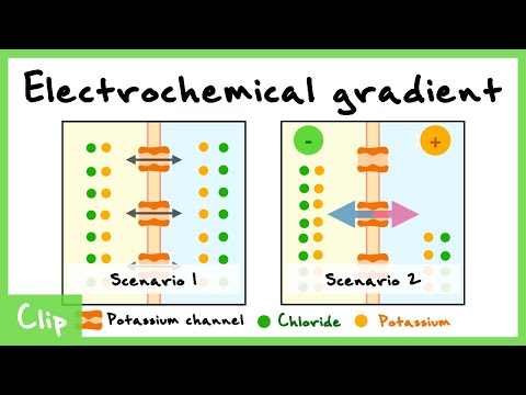 Nernst Equation And The Electrochemical Gradient Explained | Clip