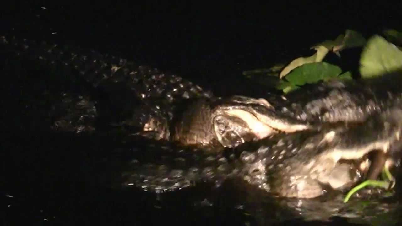 American Alligator-Apex predator