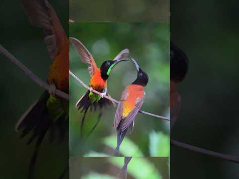 The Fiery Topaz Hummingbird bird photography techniques