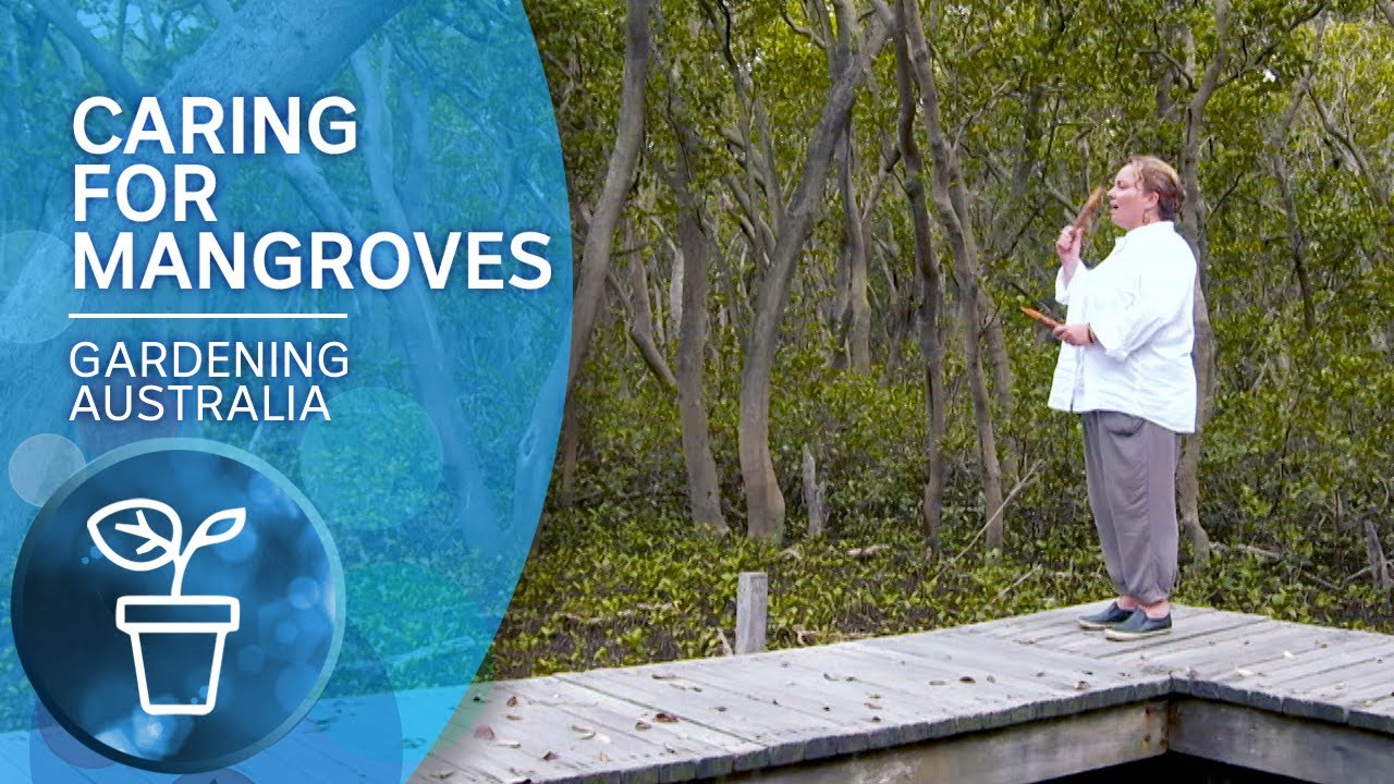 Caring for mangroves