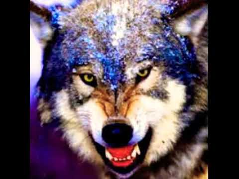 Japanese Grey Wolf Growl 🐺 🔊