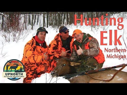 HUNTING COW ELK UP IN NORTHERN MICHIGAN at CANADA CREEK RANCH!