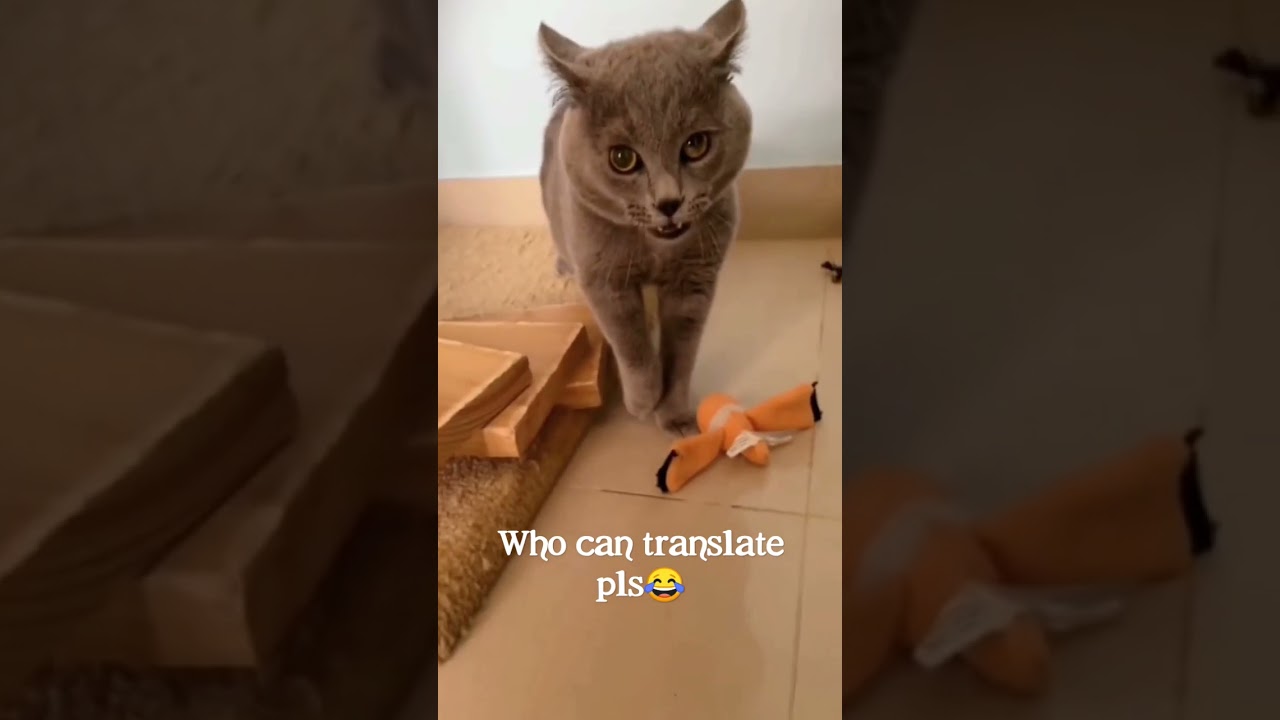 Translate cat language