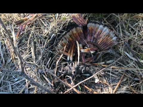 Australian Flora and Fauna