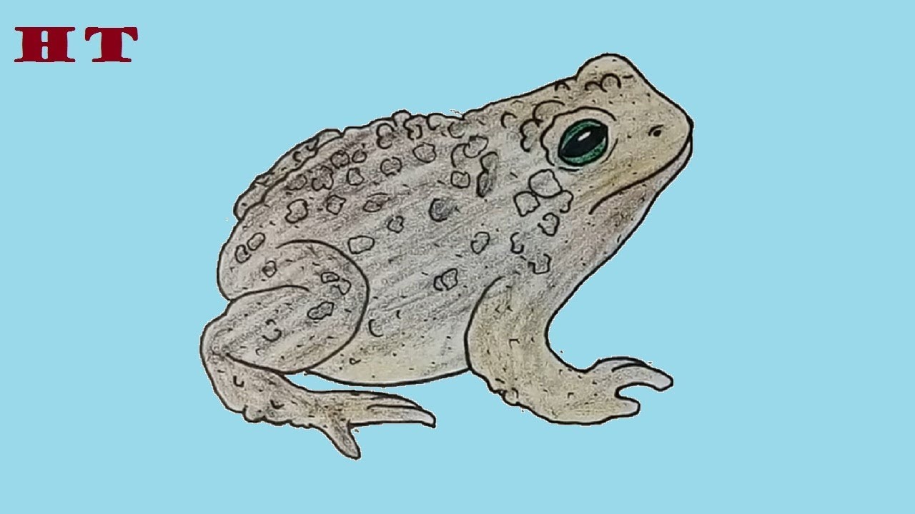 How to draw a toad step by step | Easy animals to draw