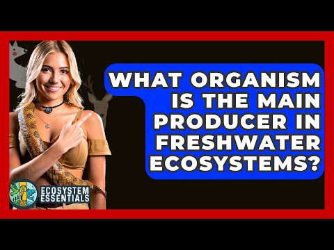 What Organism Is The Main Producer In Freshwater Ecosystems? - Ecosystem Essentials