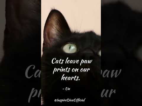 🐾 Paw Prints of Love