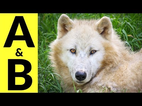 Animals Starting with A & B - Learn Animal Words That Start With Letters A and B