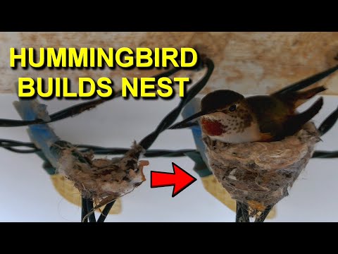 Watch Hummingbird Build Nest: 3 Weeks' Work in 4 Minutes