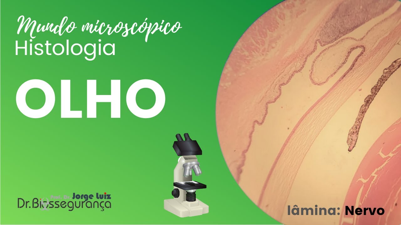 Histologia do Globo ocular