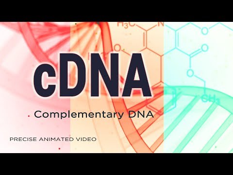 cDNA | Complementary DNA