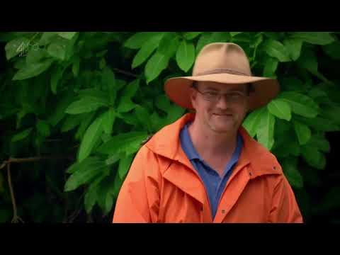 Inside Nature's Giants {Cassowary}
