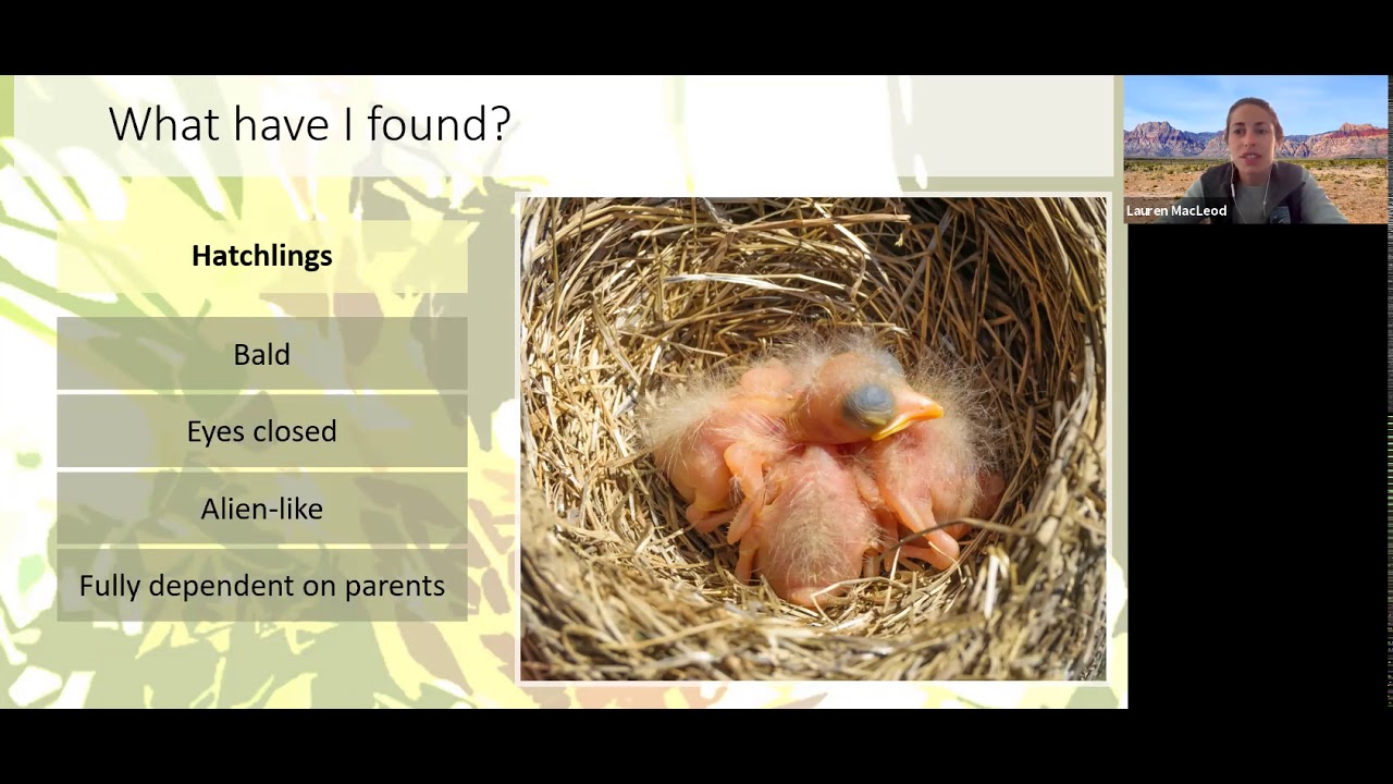 Help! I Found a Baby Bird!