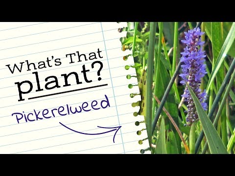 What's that Plant? Pickerelweed!