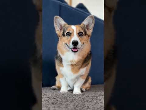 Dog Gets Revenge on Cat!
