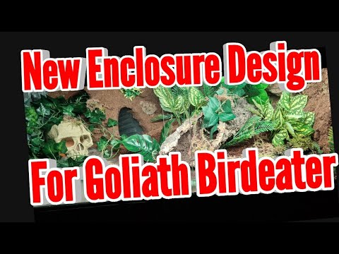 Goliath Birdeater 3FT enclosure design!