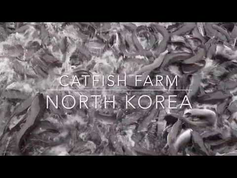 The CIA Once Built a Robotic Catfish Spy | Weird CIA Projects