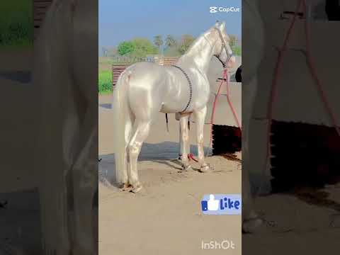 Most Beautiful White Horse π #shorts #viral #trending #viralvideo