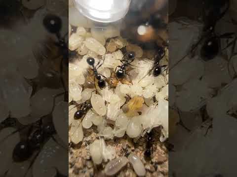 THIS Is A BABY ANT