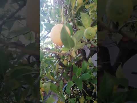 Lămâi în ghiveci, la iernat în casă