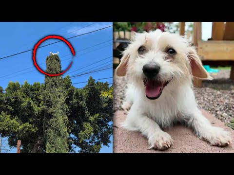 Dog Gets Stuck At The Top Of A Tree - 99.7 DJX