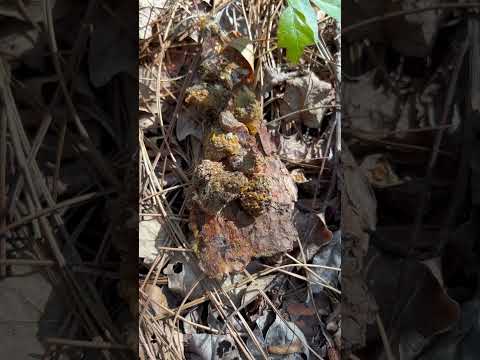 Survival 101: How to Find and Use Fat Lighter in the Woods