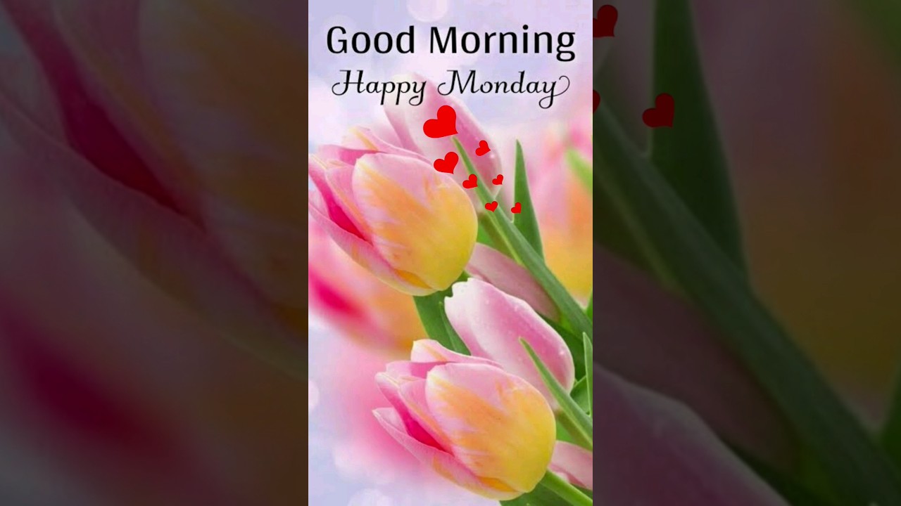 Happy Monday Good Morning Wishes 💐🌹💐Good morning wishes #monday#Goodmorning #23feb2024morningstatus
