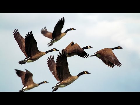 Why Do Birds Migrate During Winter