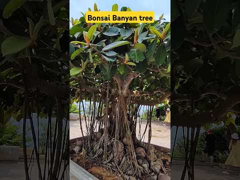 Bonsai - Banyan tree