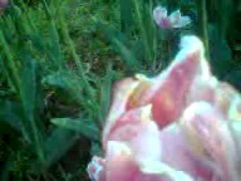 Pink Tulips meaning love nd happiness!!!