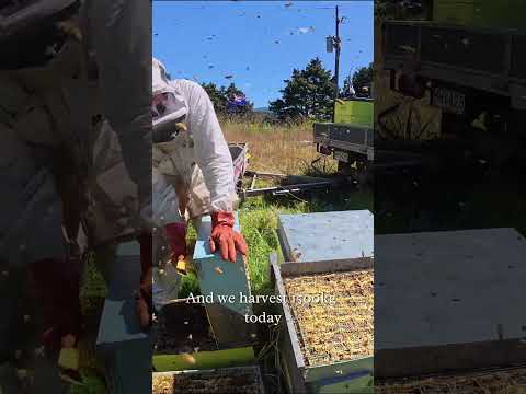 Harvesting 1,500 kg of Pure New Zeland Honey! 🍯🐝