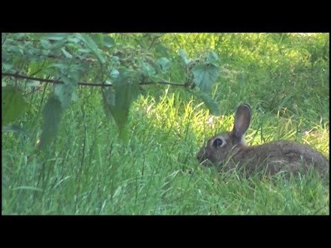 Real Rabbit Reference | A Pineapple Prince's Blog