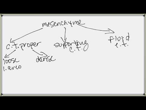 Histology7: Connective Tissue Organization & Loose Connective Tissues