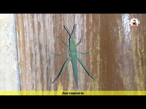 Smart Solutions Pest Management Services Amarnath.S