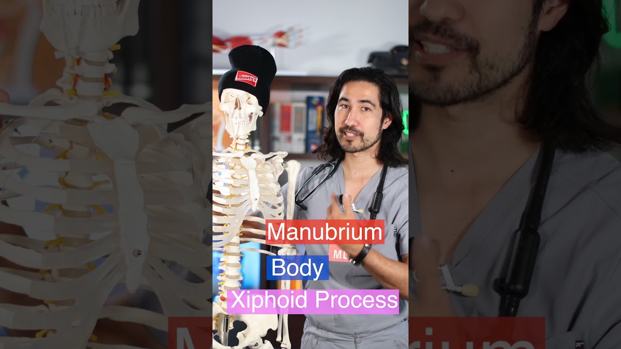Your Sternum Has Three Parts #anatomy #fitness #chest
