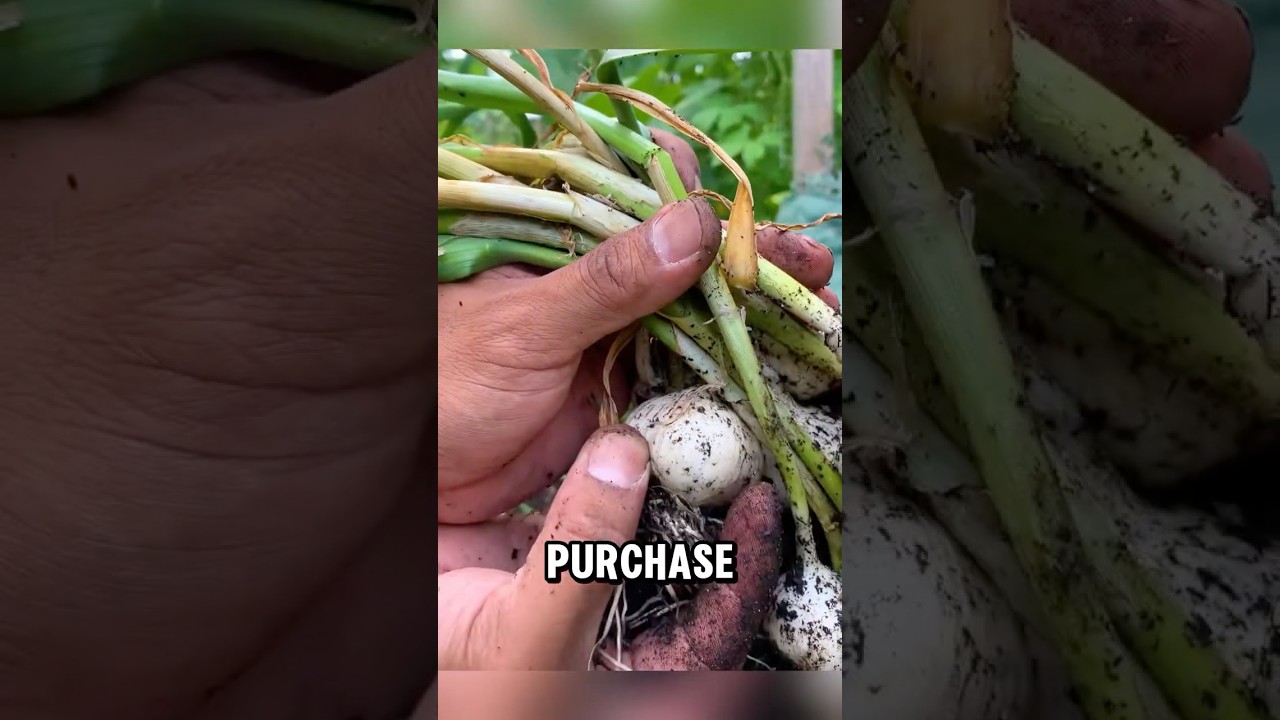 How to make free homemade seasoning