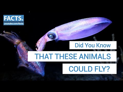 Animals That You Didn't Know Could Fly | Facts.