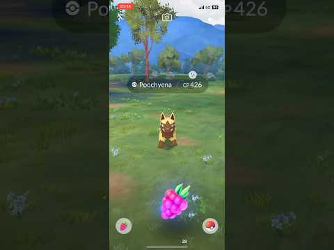 Pokémon go | Catching a Shiny Poochyena ⭐️ #pokemongo #pokemon #shinypokemon #shiny #pokémon