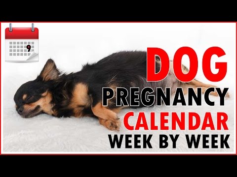 Dog Pregnancy Calendar - Week by Week (Don't miss out)