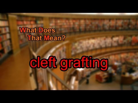 What does cleft grafting mean?