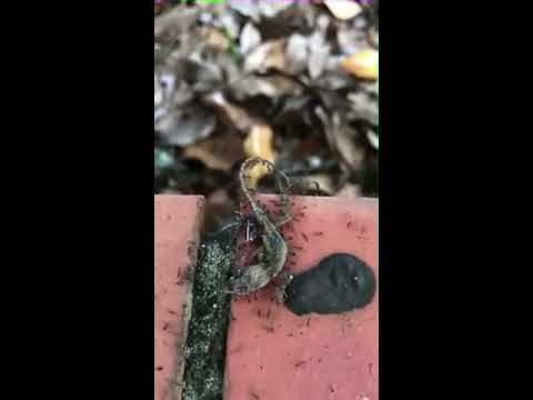 Ants Carry a Dead Lizard Up a Wall and Back Down – Anole Annals