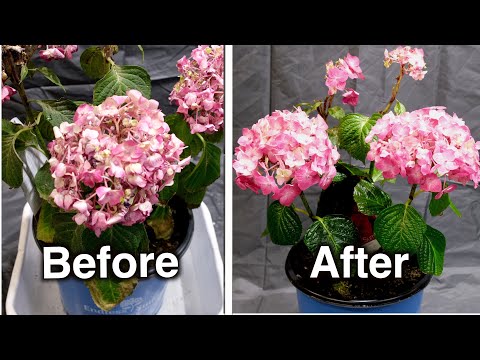 How to bring a wilted plant back to life just in 2 hours!