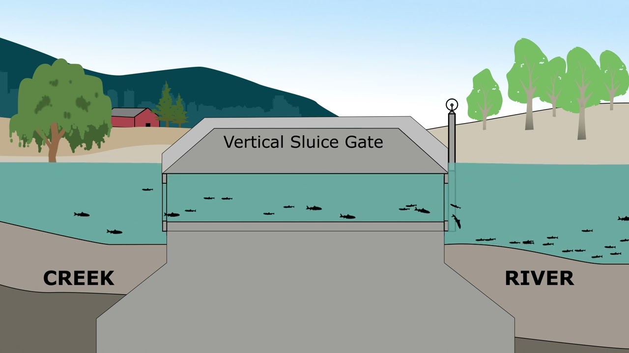 Vertical sluice gate - a solution for fish passage and water quality