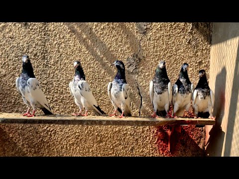 Teddy Breeder Pairs | Ch Sakhi Muhammad Bhatti Pigeons