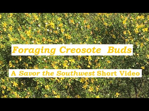 Foraging Creosote Buds - 🌵 🌄 🌵 Savor the Southwest