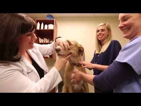 Welcome to Springmill Pet Wellness Clinic
